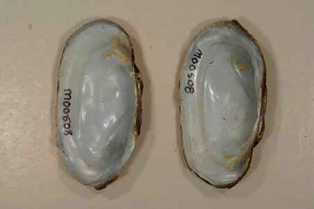 Lampsilis siliquoidea-4 - Free photos on creazilla.com