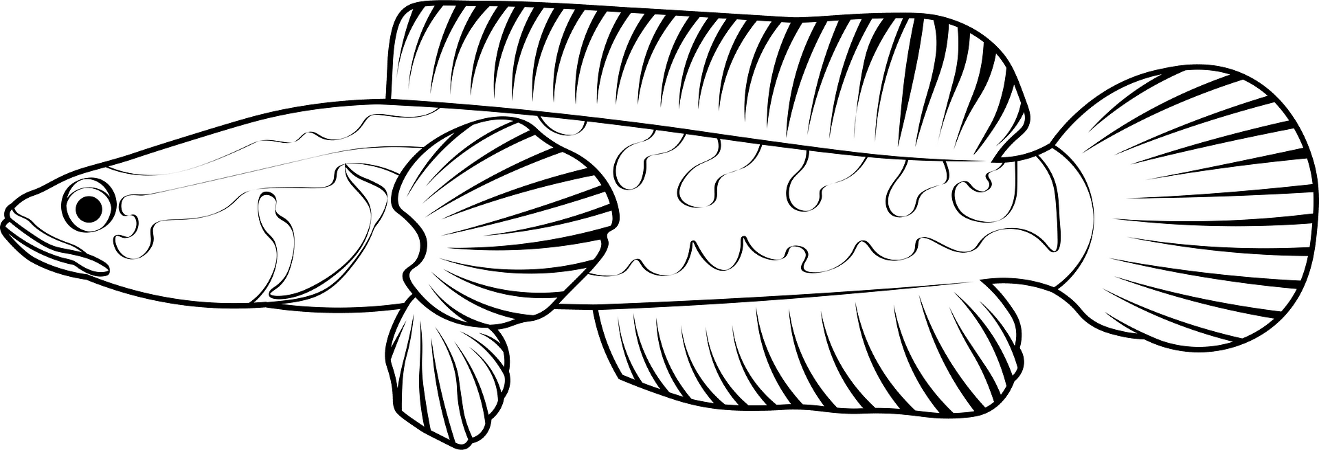 how to draw a snakehead fish