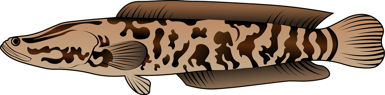 how to draw a snakehead fish