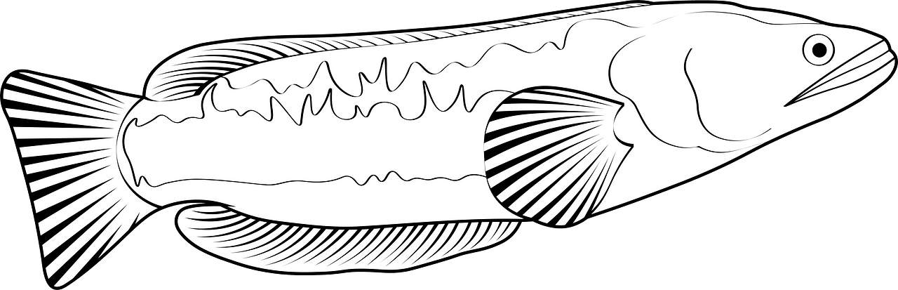 how to draw a snakehead fish