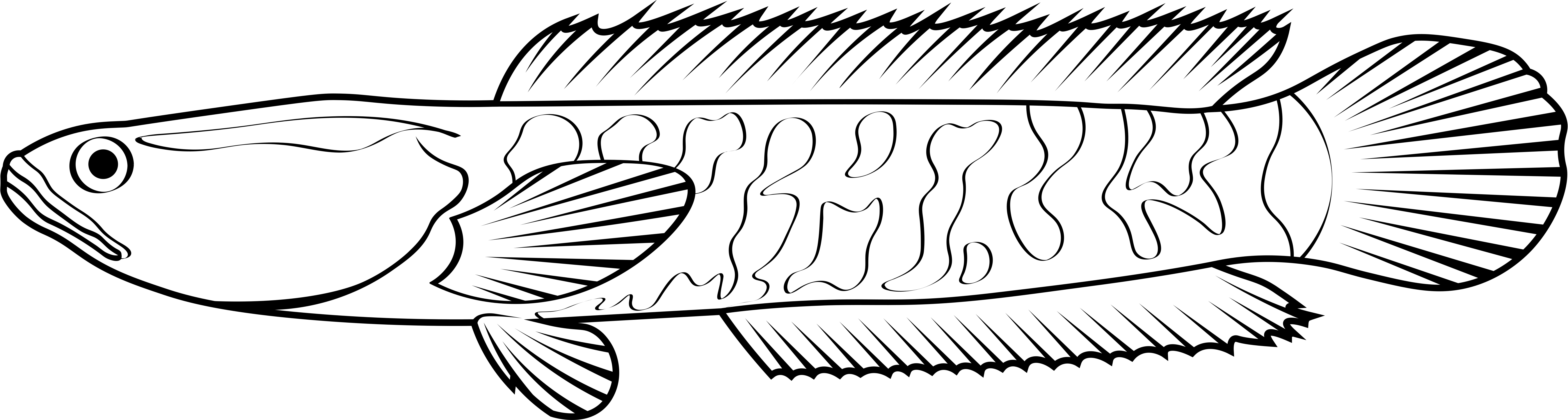 how to draw a snakehead fish