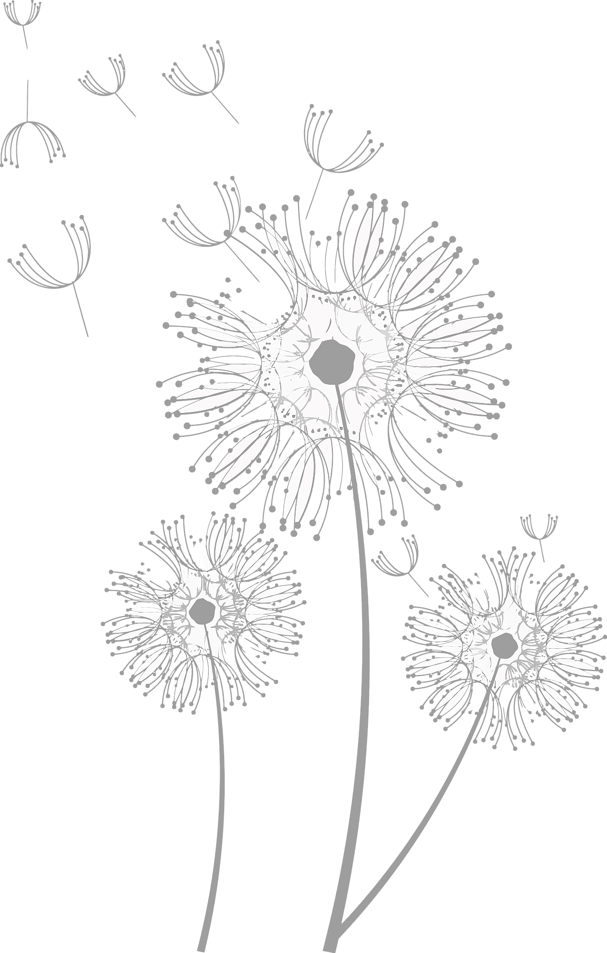 Dandelion Blowing Drawing Black And White Dandelion Blowing Drawing Black And White
