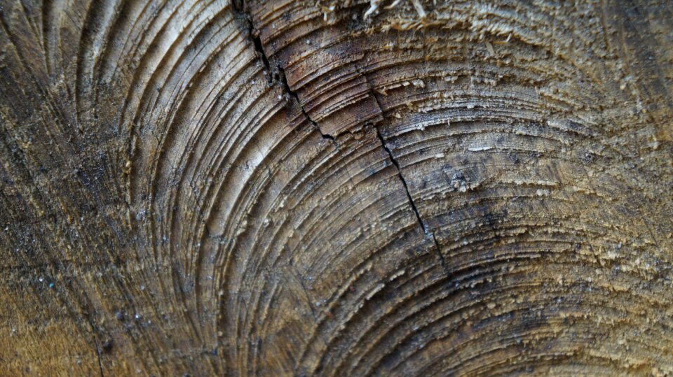 Structure nature annual rings - Free photos on creazilla.com Structure nature annual rings - Free photos on creazilla.com